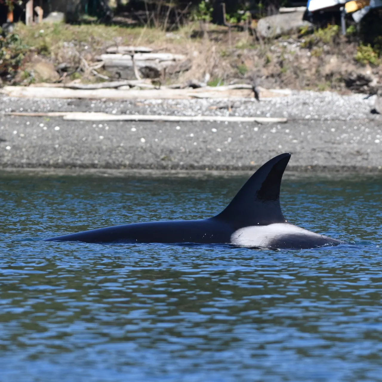 Orca Behavior Institute